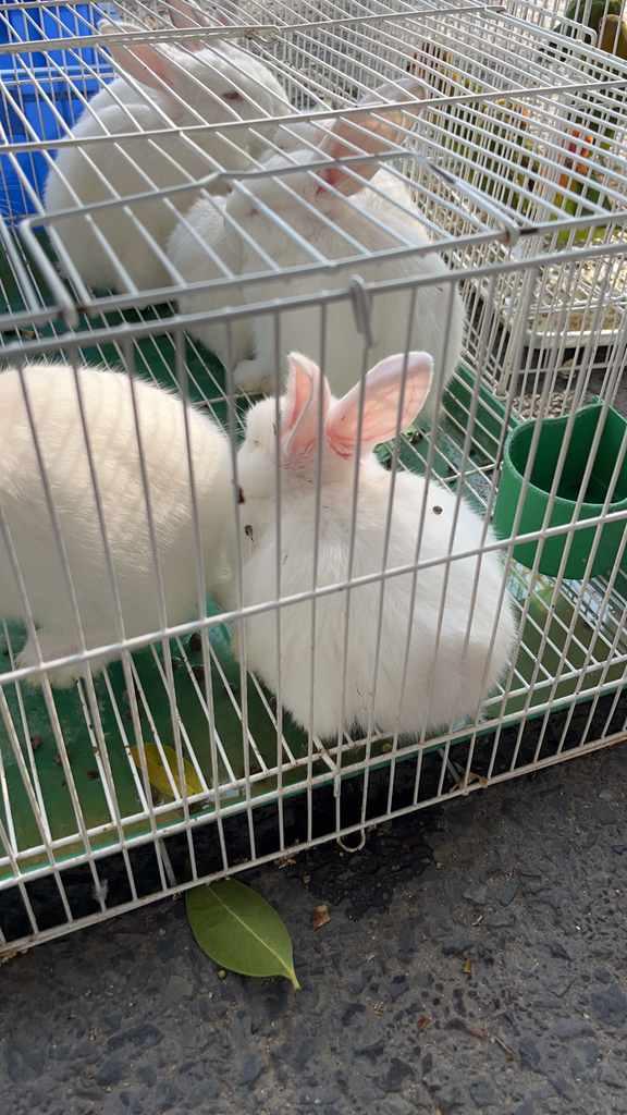 European Rabbit from Huizhou on March 11, 2022 at 09:04 AM by ...