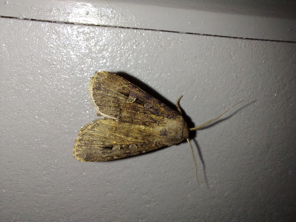 Bogong Moth from Teringie SA 5072, Australia on March 10, 2022 at 09:21 ...