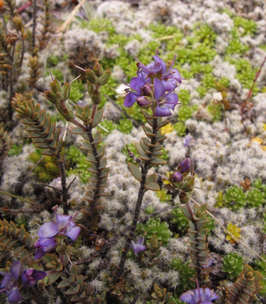 Veronica pimeleoides pimeleoides from Rag & Famish Gully, Wairau Valley ...