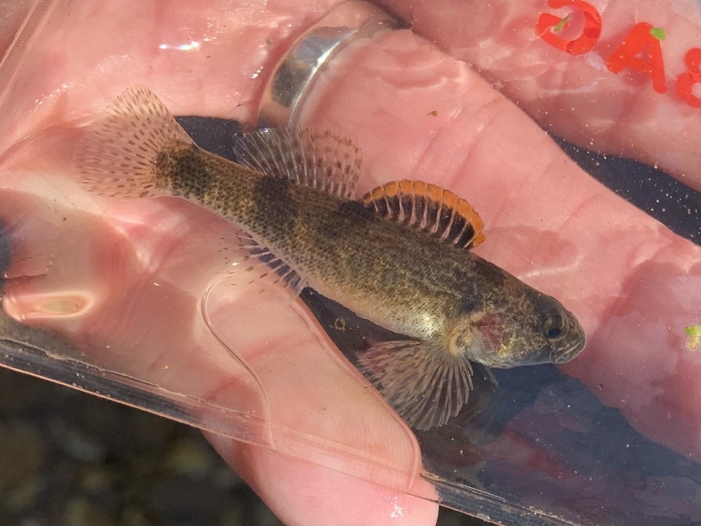 Sunburst Darter from US-60, Verona, MO, US on March 9, 2022 at 12:03 PM ...