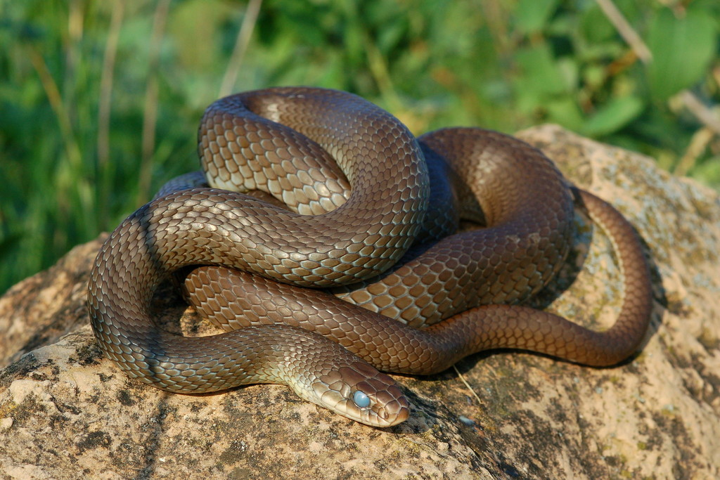 Eastern Yellow-bellied Racer in June 2013 by squamatologist. Large ...