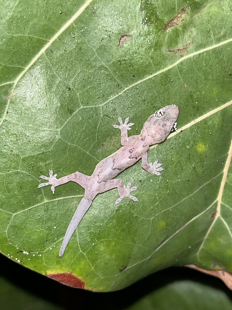 Tropical House Gecko from Seven Mile Beach, Cayman Islands, Cayman ...