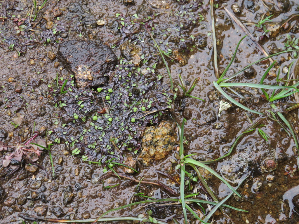 Mannia californica in March 2022 by Jared Gorrell · iNaturalist