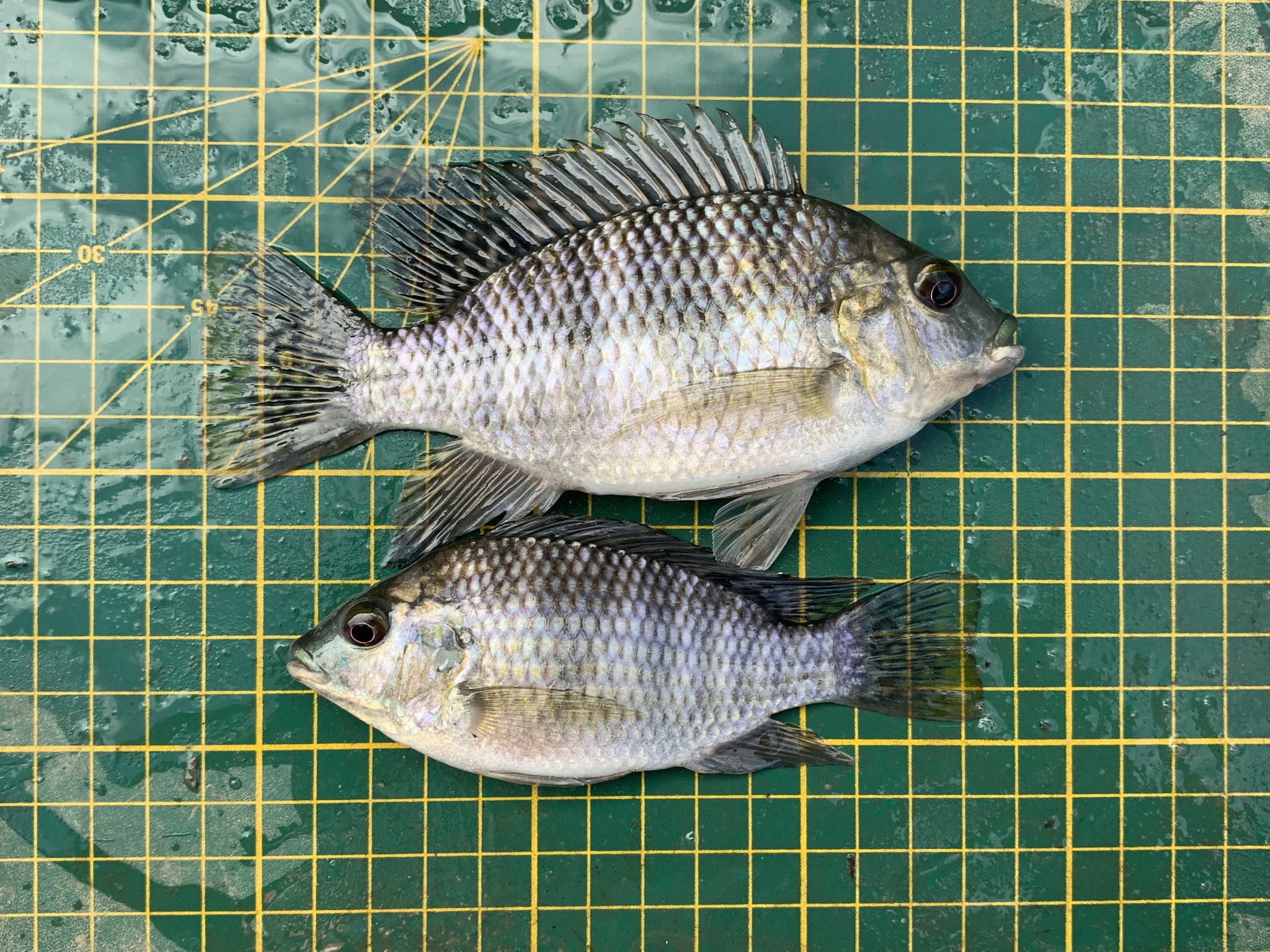 Coptodon zillii (Gervais, 1848)