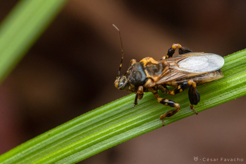 Notocyrtus paraensis · iNaturalist
