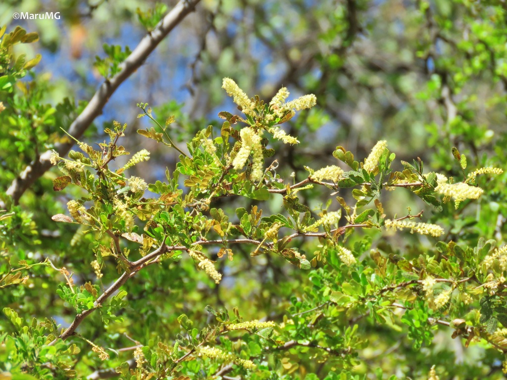Blackbrush Acacia from Xichú, Gto., México on March 3, 2022 at 11:47 AM ...