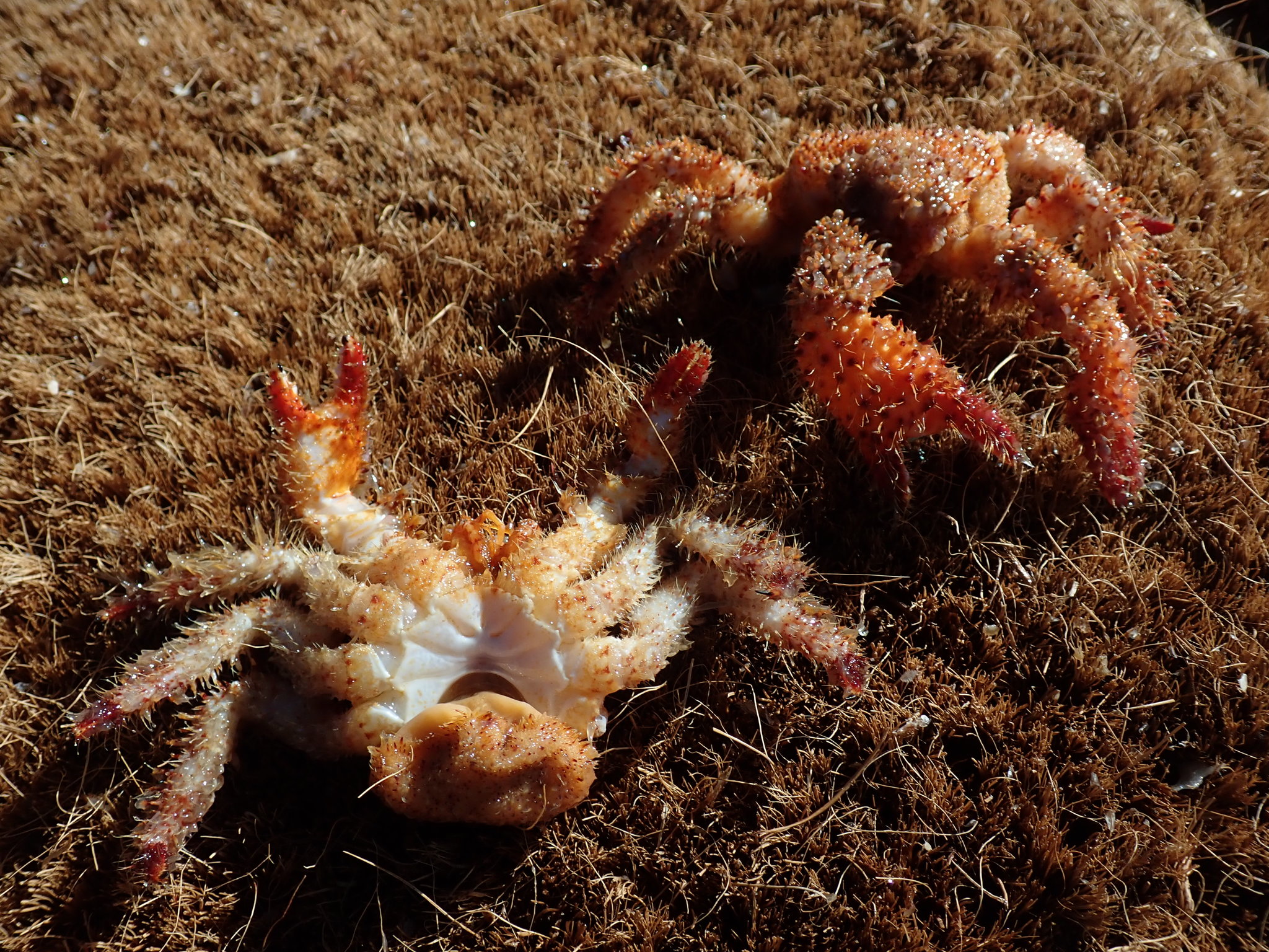 Acantholithodes hispidus (Stimpson, 1860)