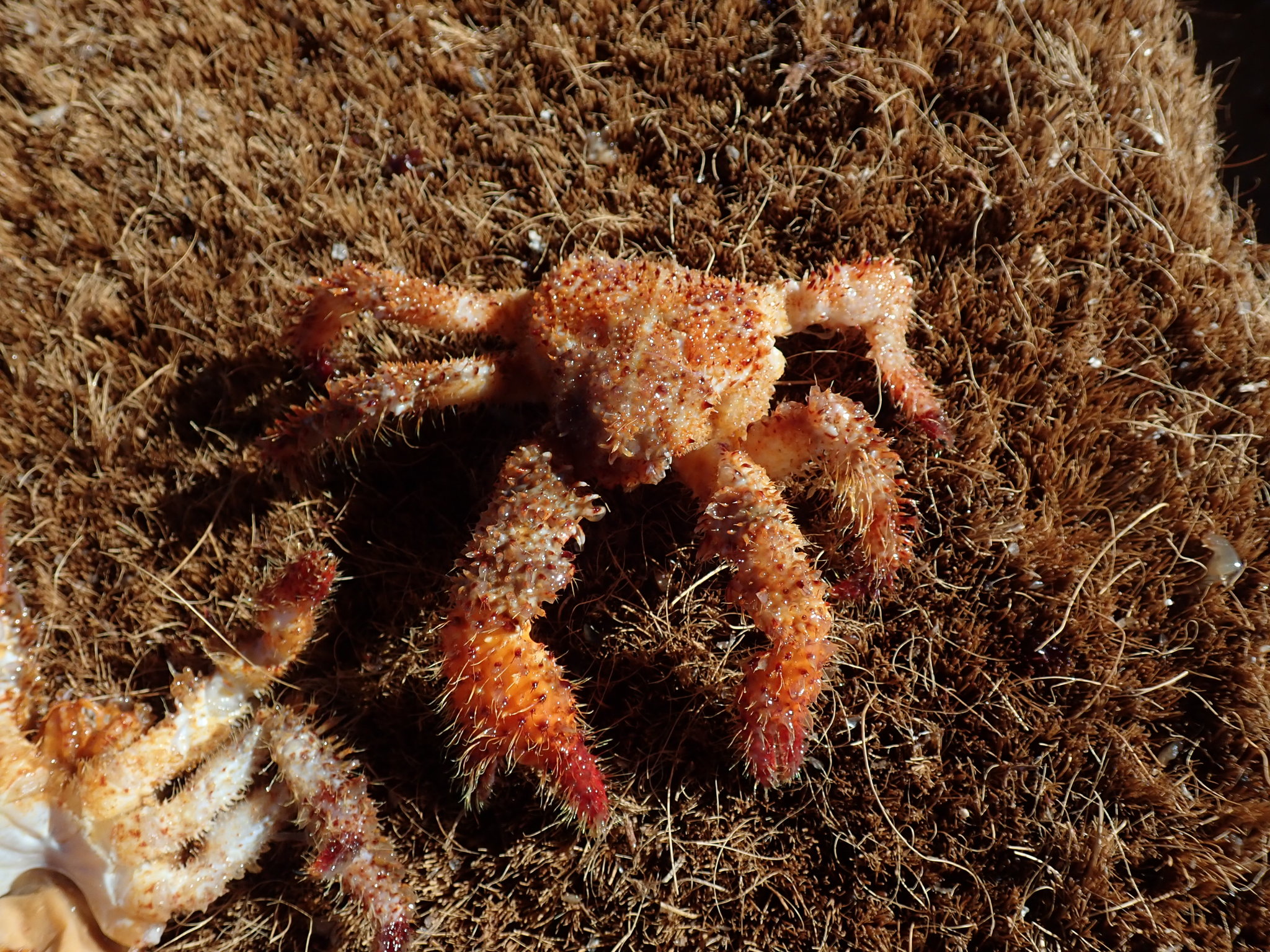 Acantholithodes hispidus (Stimpson, 1860)