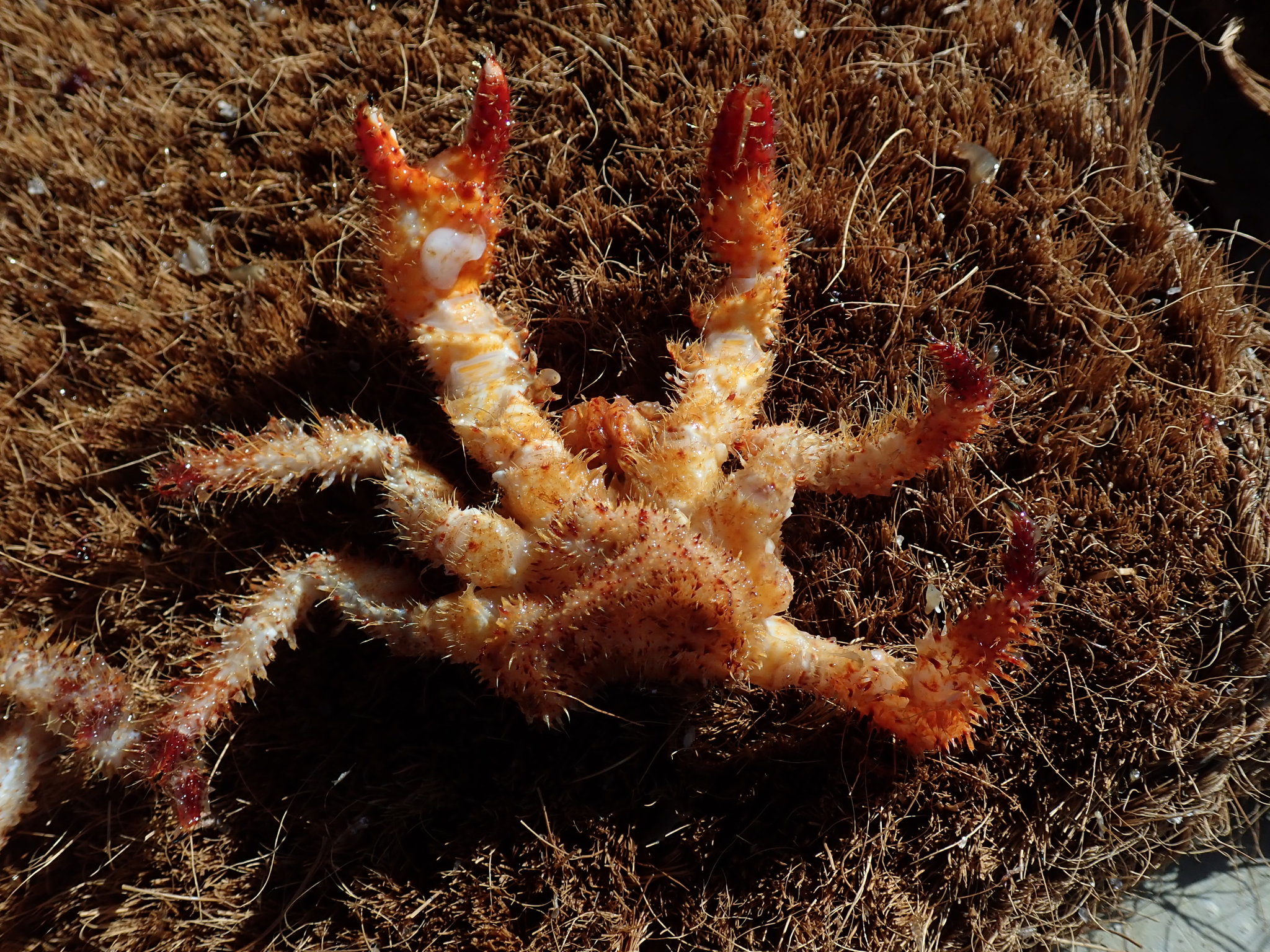 Acantholithodes hispidus (Stimpson, 1860)