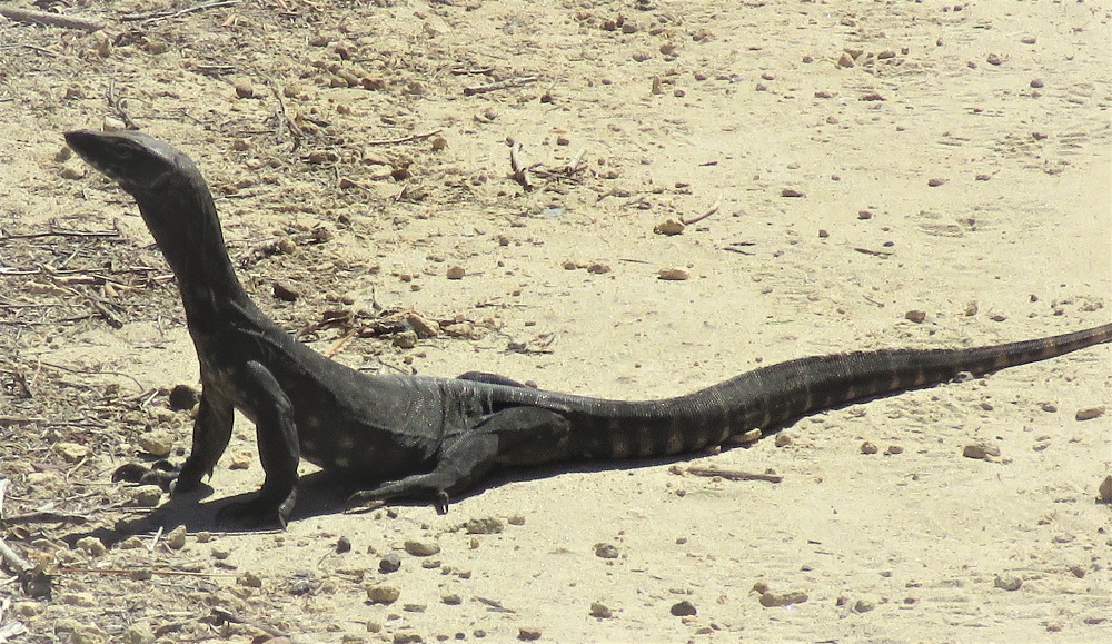 Southern Heath Monitor from Dunsborough WA, Australia on March 08, 2022 ...