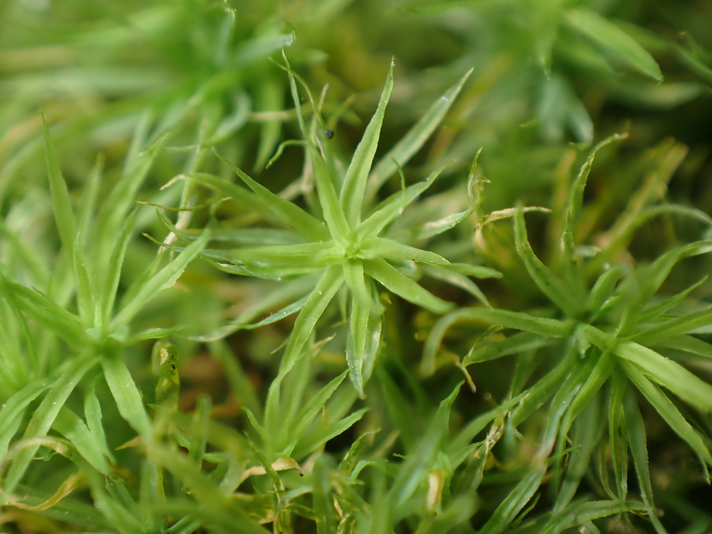 Haircap Moss Family from Greater Vancouver, British Columbia, Canada on ...