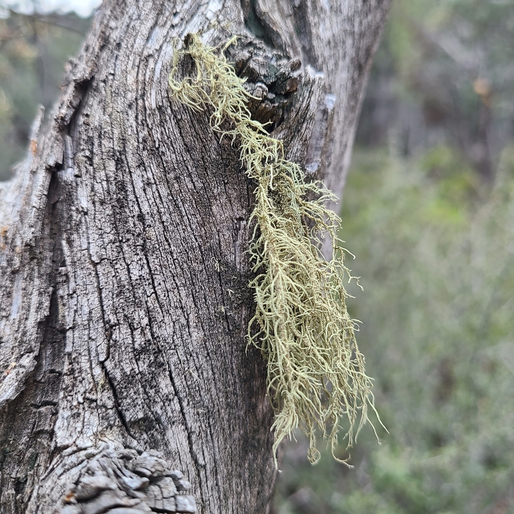 Bristly Beard Lichen from Yavapai County, US-AZ, US on March 10, 2022 ...