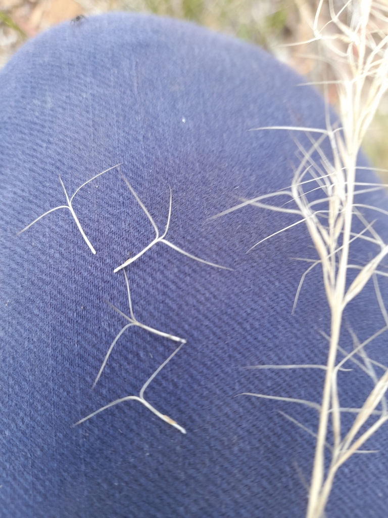 purple wiregrass (Plants of Central Queensland) · iNaturalist