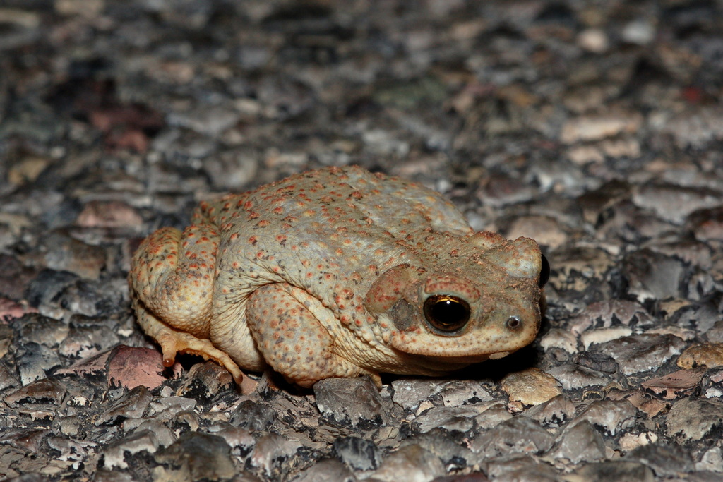 Red-spotted Toad from , New Mexico, United States on July 15, 2013 at ...