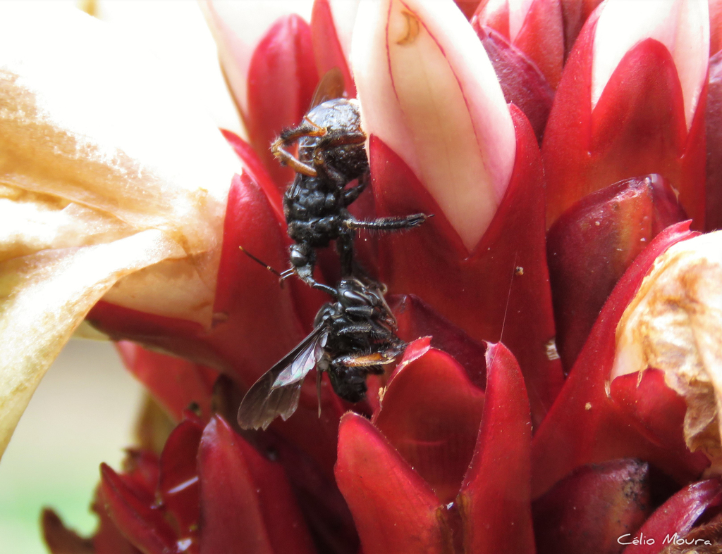 Bee Assassins from Guaramiranga, CE, 62766-000, Brasil on July 3, 2015 ...