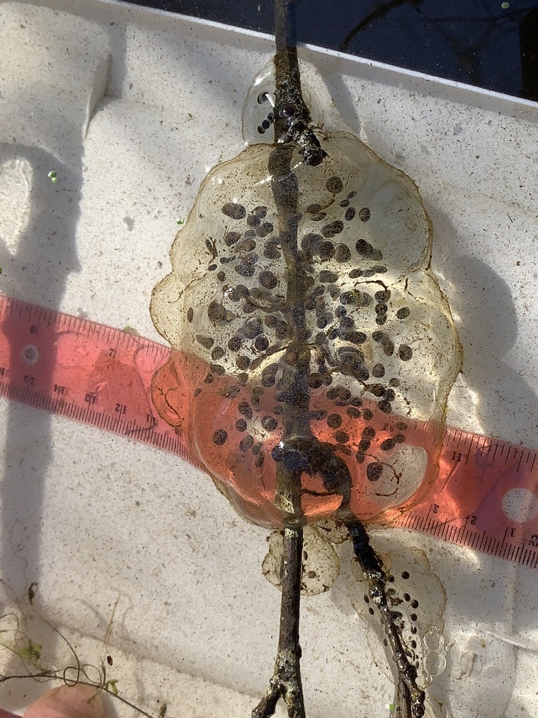 Northwestern Salamander from Lewis Creek Park, Bellevue, WA, USA on ...