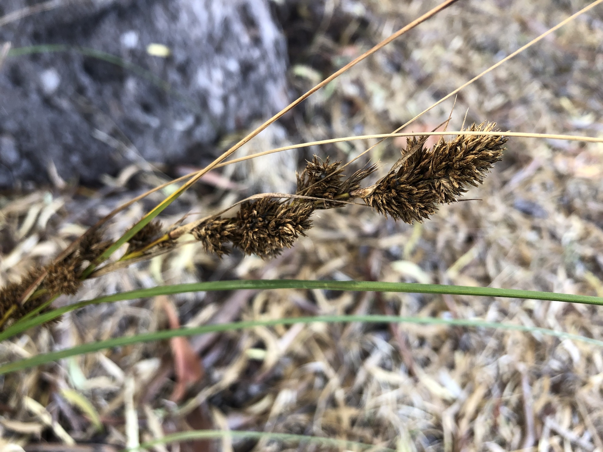 Gahnia filum (Labill.) F.Muell.