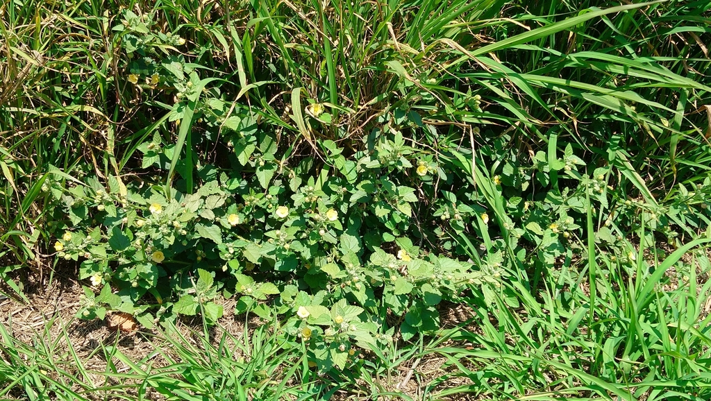 flannel weed from 638台灣雲林縣麥寮鄉麥津村 on March 11, 2022 at 12:28 PM by ...