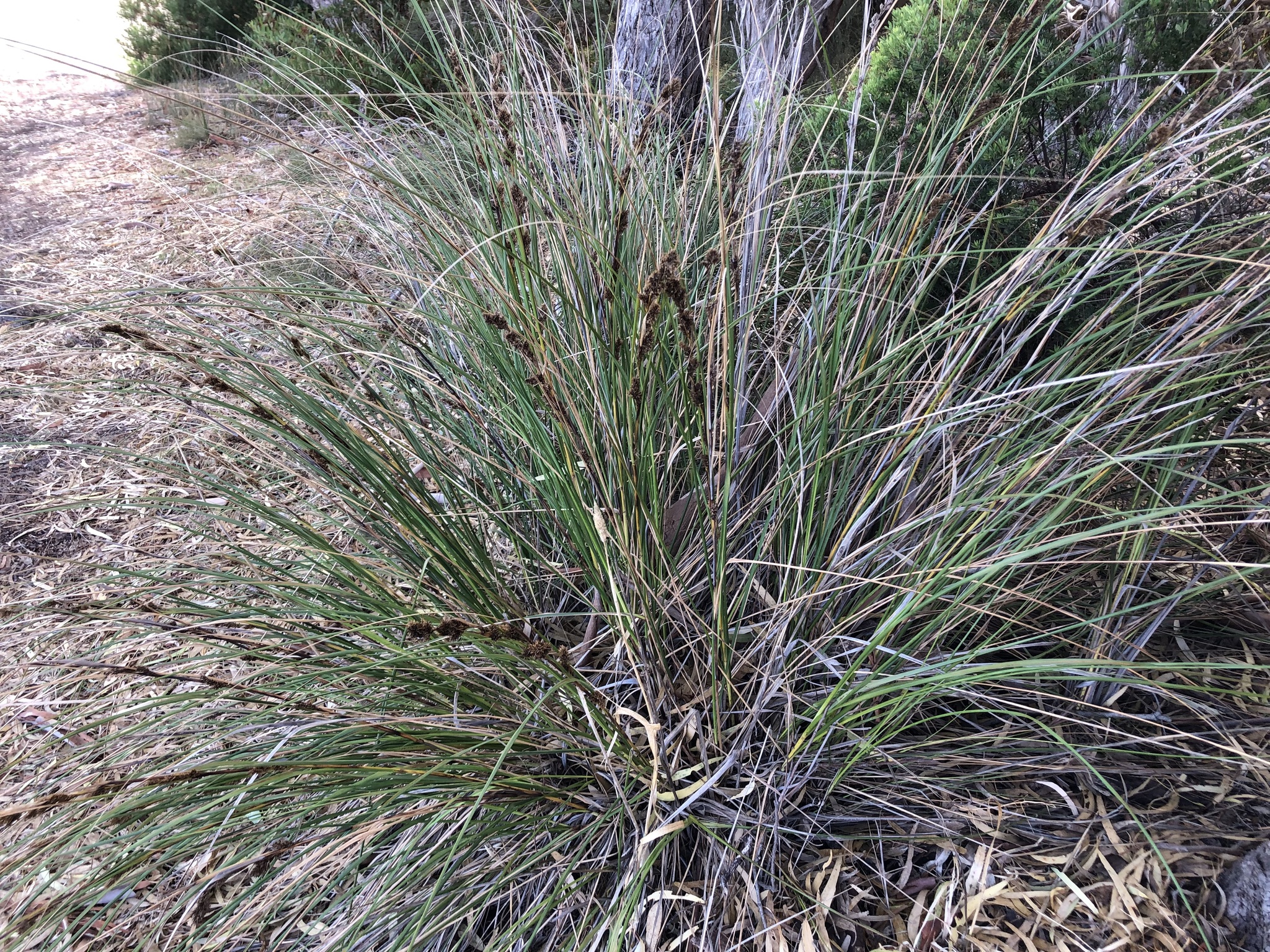 Gahnia filum (Labill.) F.Muell.