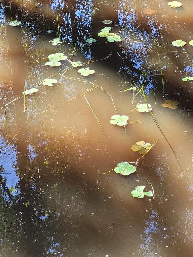 Helicopter Ferns from Runnyford NSW 2536, Australia on March 11, 2022 ...
