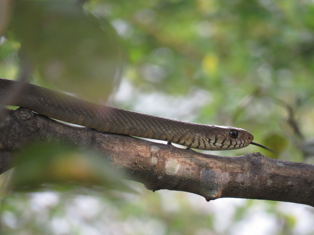 Oriental Rat Snake from Rishi Valley, Chittoor District, Madanapalle ...