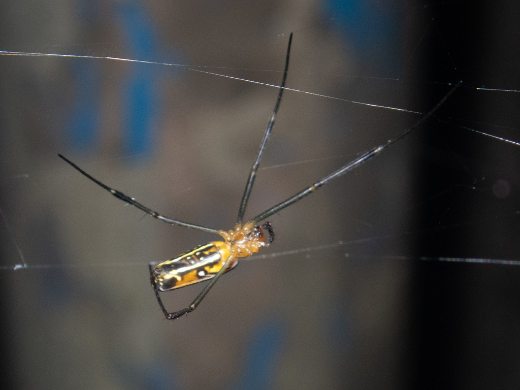 Giant Golden Orbweaver in May 2021 by Colin Chiu · iNaturalist