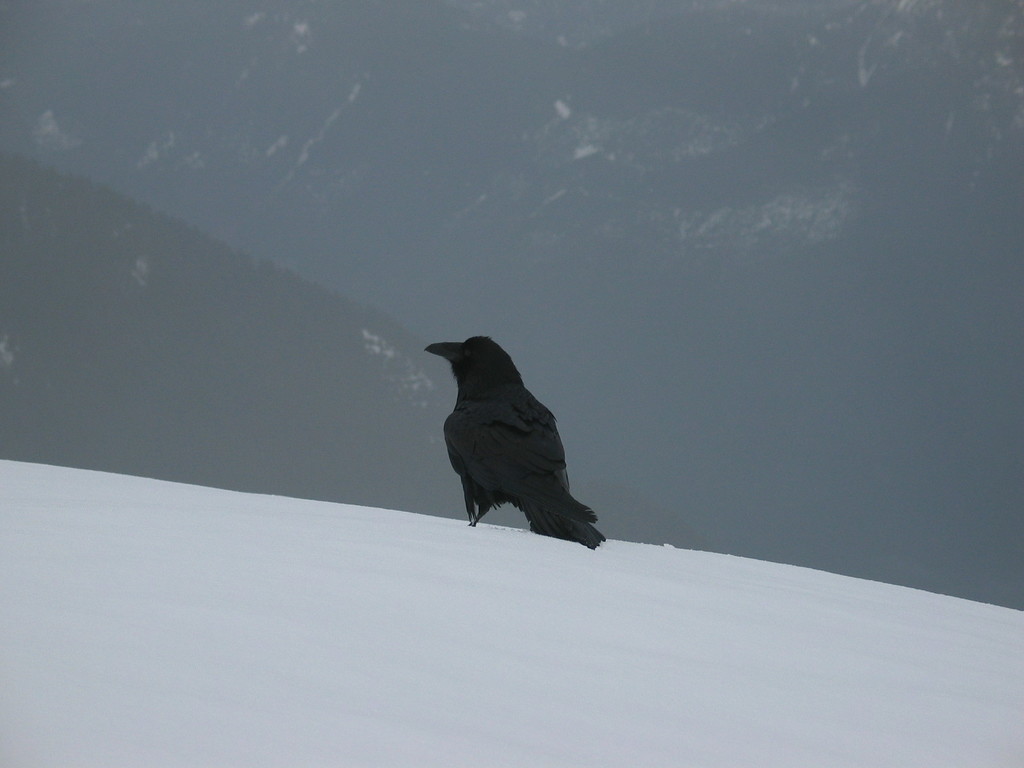 Common Raven from Metro Vancouver, BC, Canada on January 05, 2003 at 01 ...