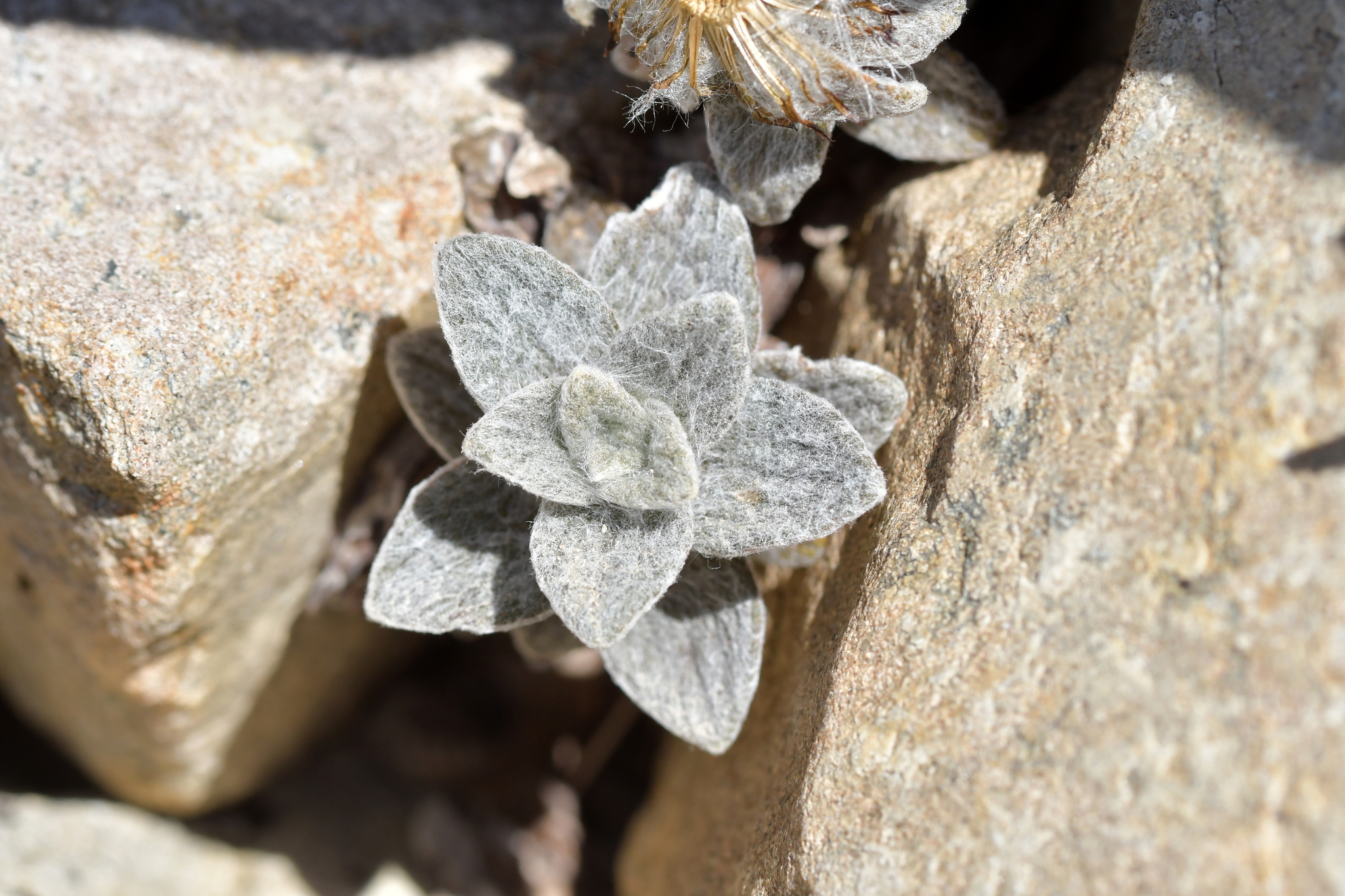 Haastia sinclairii Hook.fil.