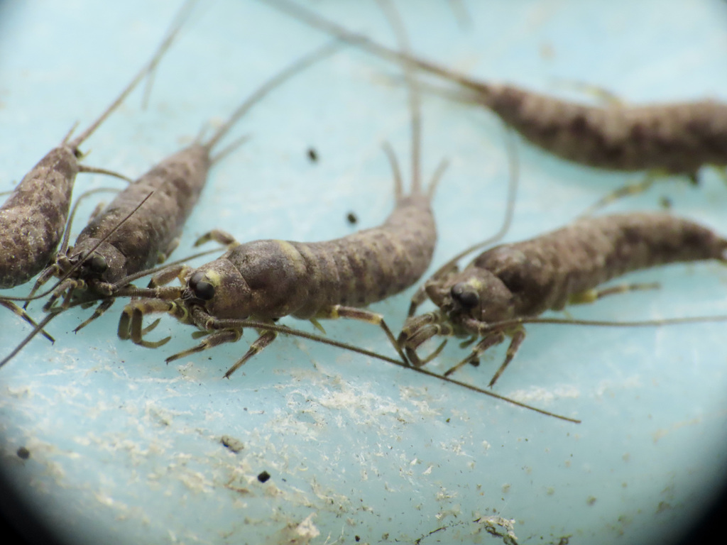 Arctic Bristletail from Sitka, AK, USA on February 28, 2022 at 04:19 PM ...