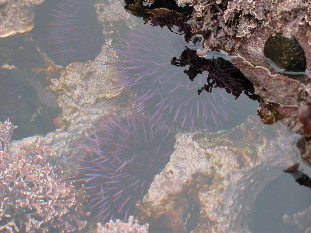 Pacific Purple Sea Urchin from Capital, BC, Canada on April 18, 2003 at ...