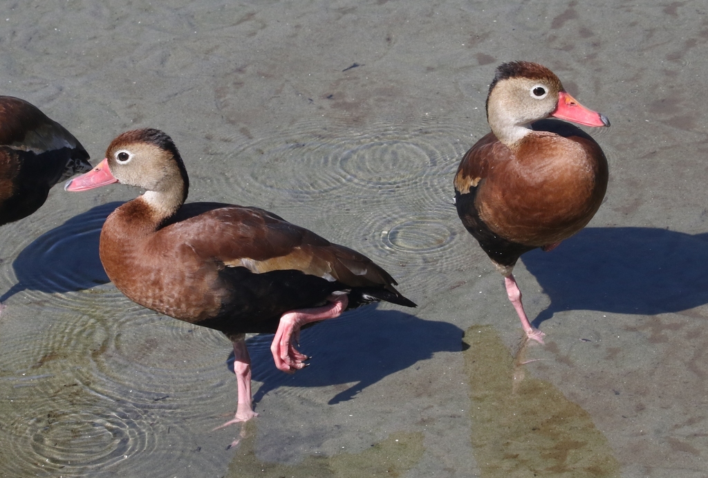 Black-bellied Whistling-Duck from Cameron, Texas, United States on ...