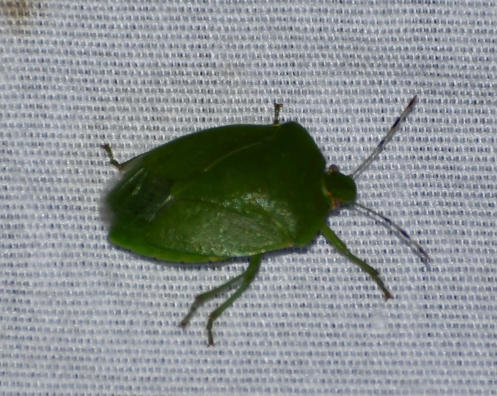 Green Stink Bug from San Patricio County, TX, USA on March 10, 2022 at ...