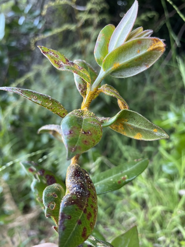 Myrtle Rust from Hornsey Road, Melrose, Wellington, NZ on March 09 ...