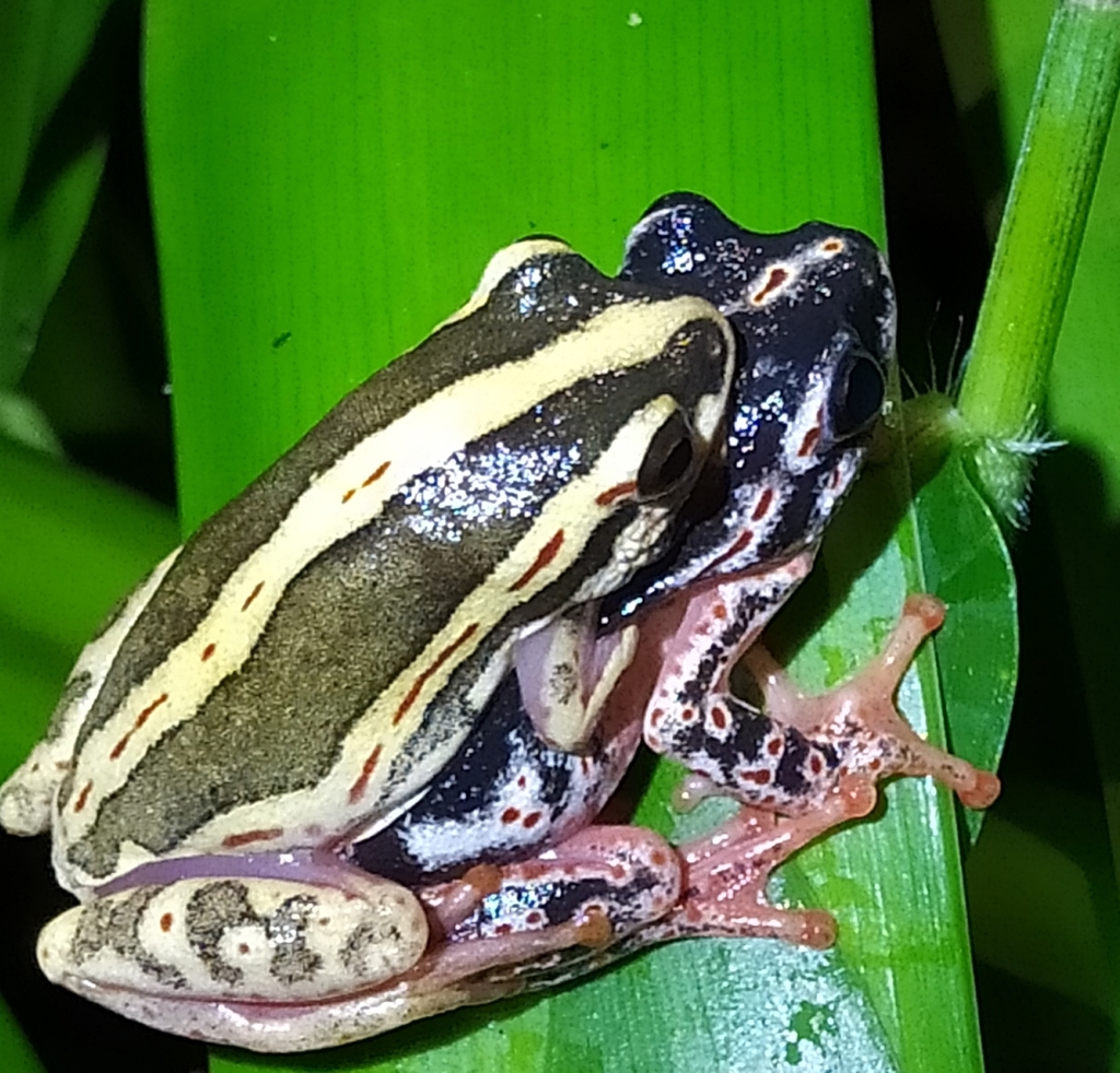 Painted Reed Frog from Unnamed Road, Zimbabwe on March 10, 2022 at 07: ...
