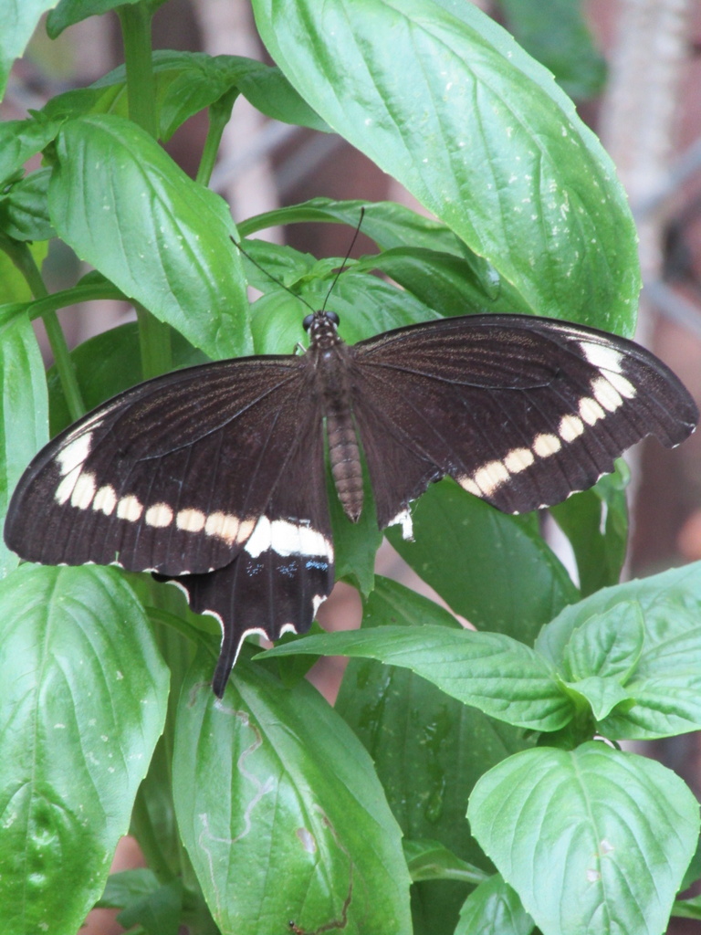 Fuscous Swallowtail from Driver Ave, Driver, NT, AU on March 11, 2022 ...