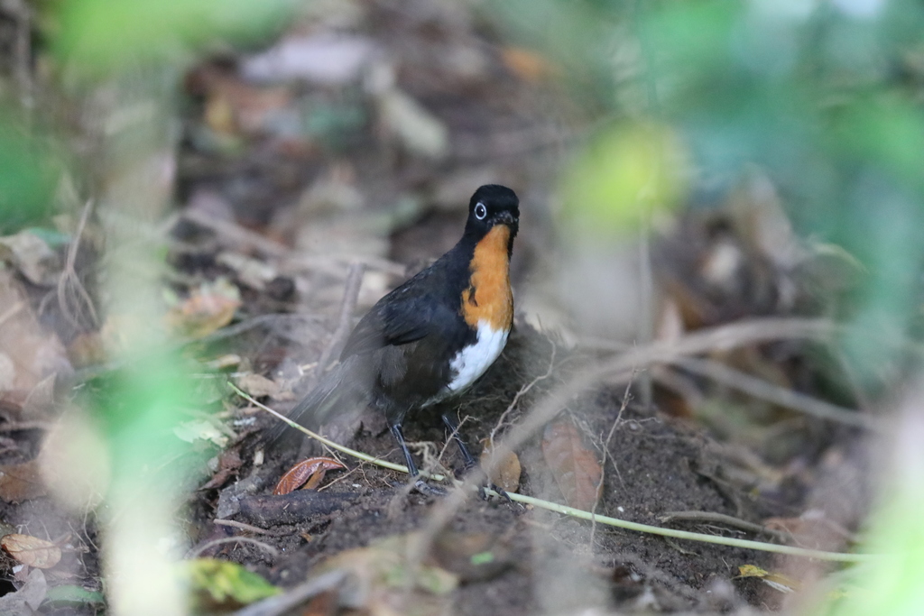 Chowchilla from Shannonvale QLD 4873, Australia on March 11, 2022 at 09 ...