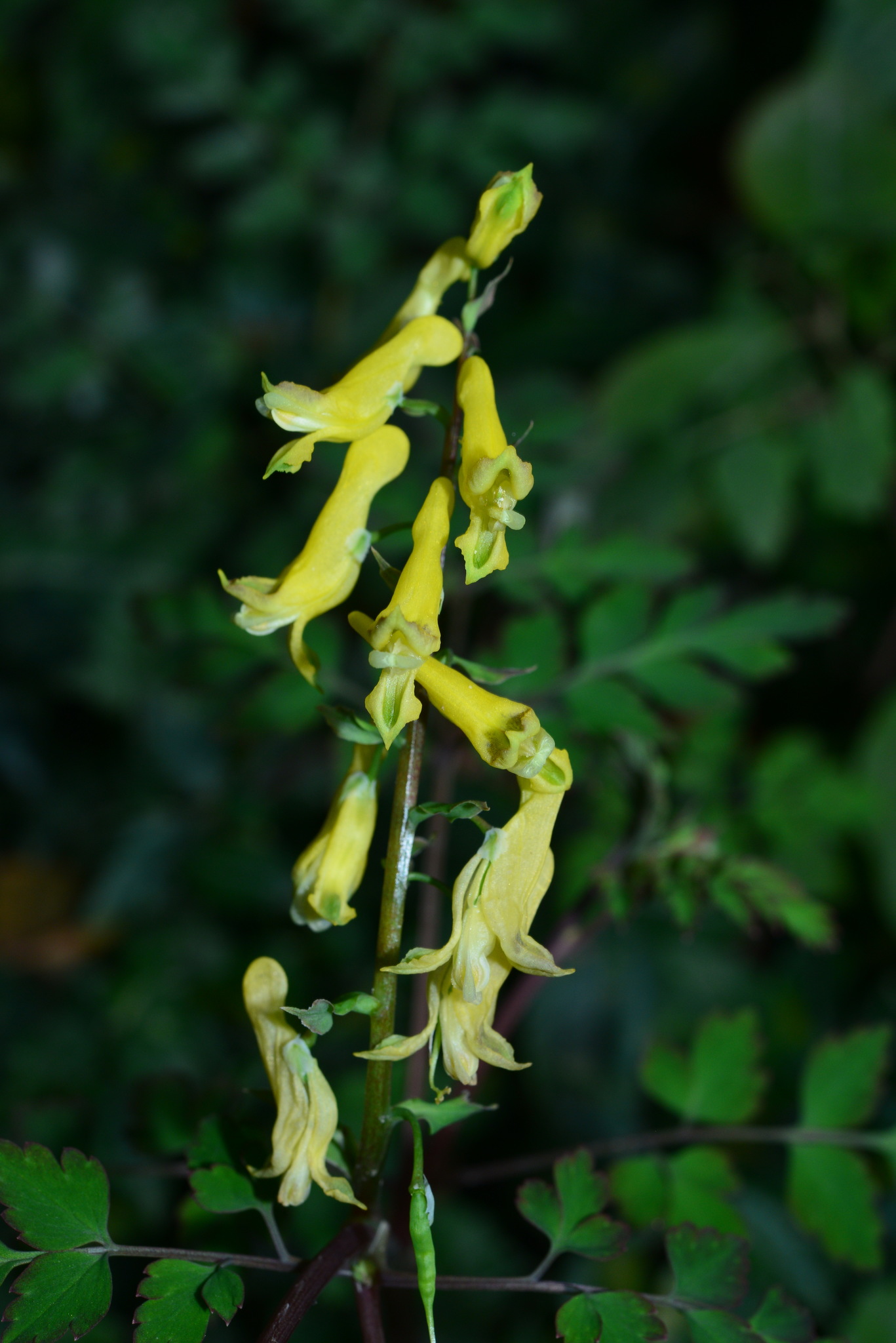 Corydalis pallida (Thunb.) Pers.