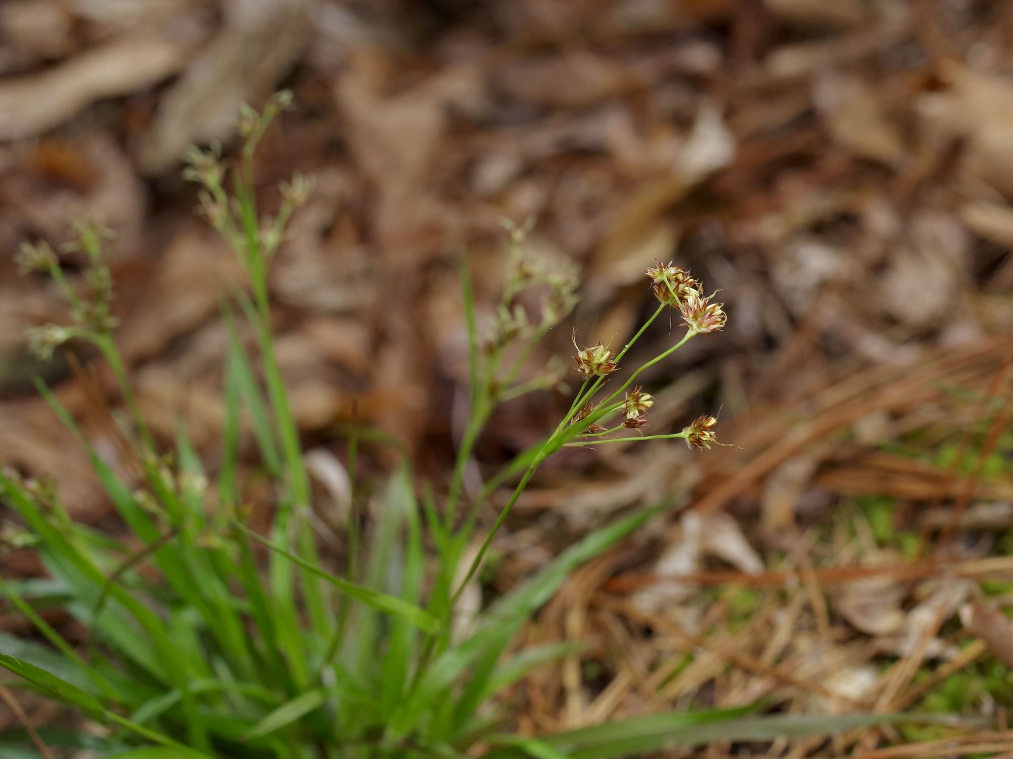 Luzula echinata (Small) F.J.Herm.