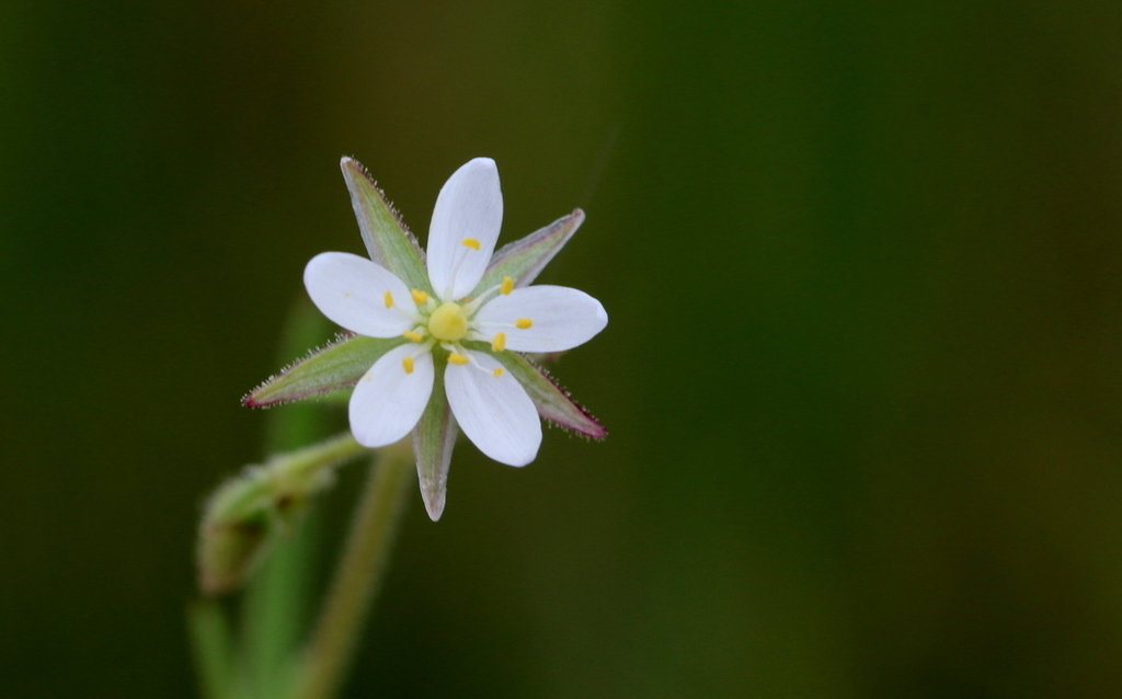 Greater Sea-spurry from Overberg District Municipality, South Africa on ...