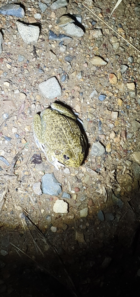 New Holland Frog from Fitzroy - Pt B, AU-QL, AU on March 11, 2022 at 07 ...
