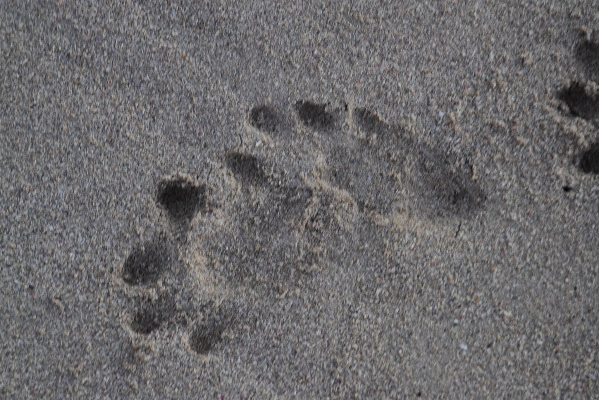 Aonyx capensis capensis