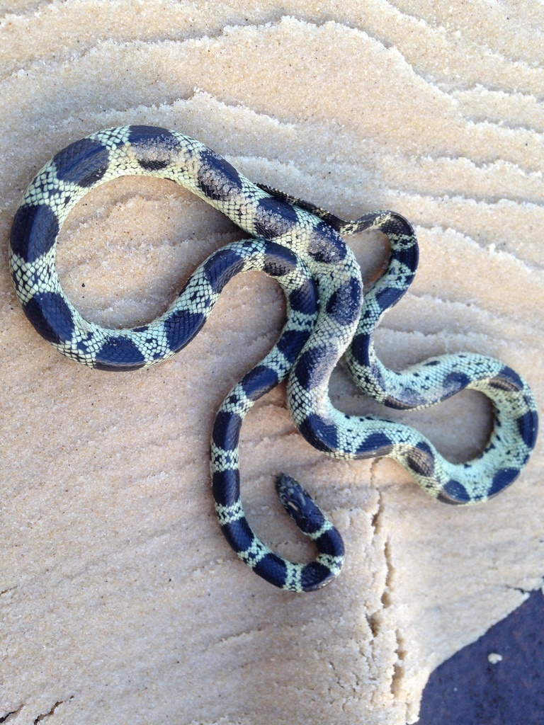 Elegant Sea Snake (Hydrophis elegans) - Snakes and Lizards