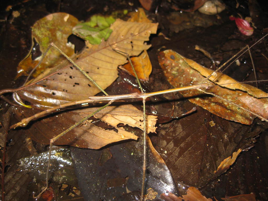 Giant Malayan Stick Insect from Ketambe, Southeast Aceh, Aceh ...