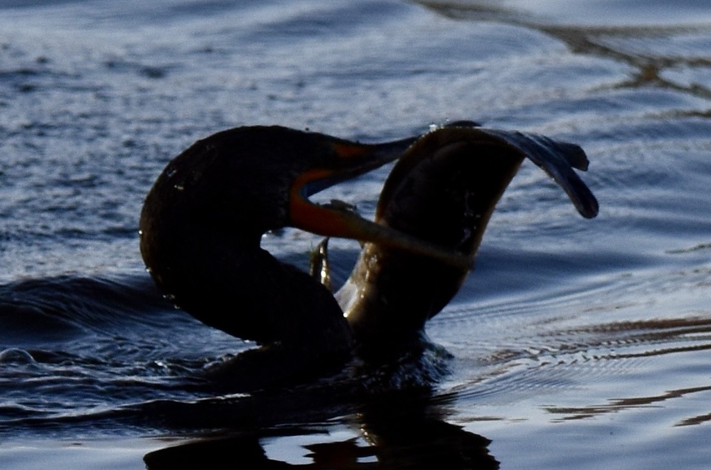 Walking Catfish from Bay Forest Dr, Naples, FL, US on March 08, 2022 at ...