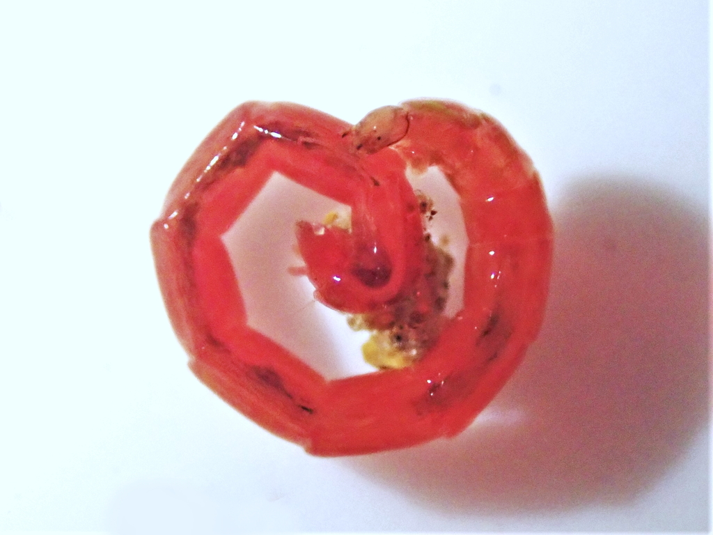 Common Midge from Opanuku Stream, Henderson, West Auckland, New Zealand ...