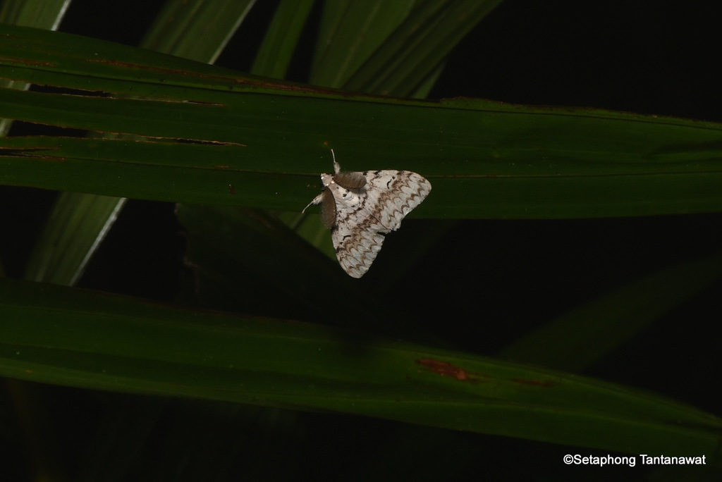Lymantria brotea from Hin Tok, Ron Phibun District, Nakhon Si Thammarat ...