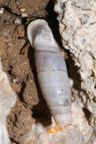 Genus Barcania · iNaturalist