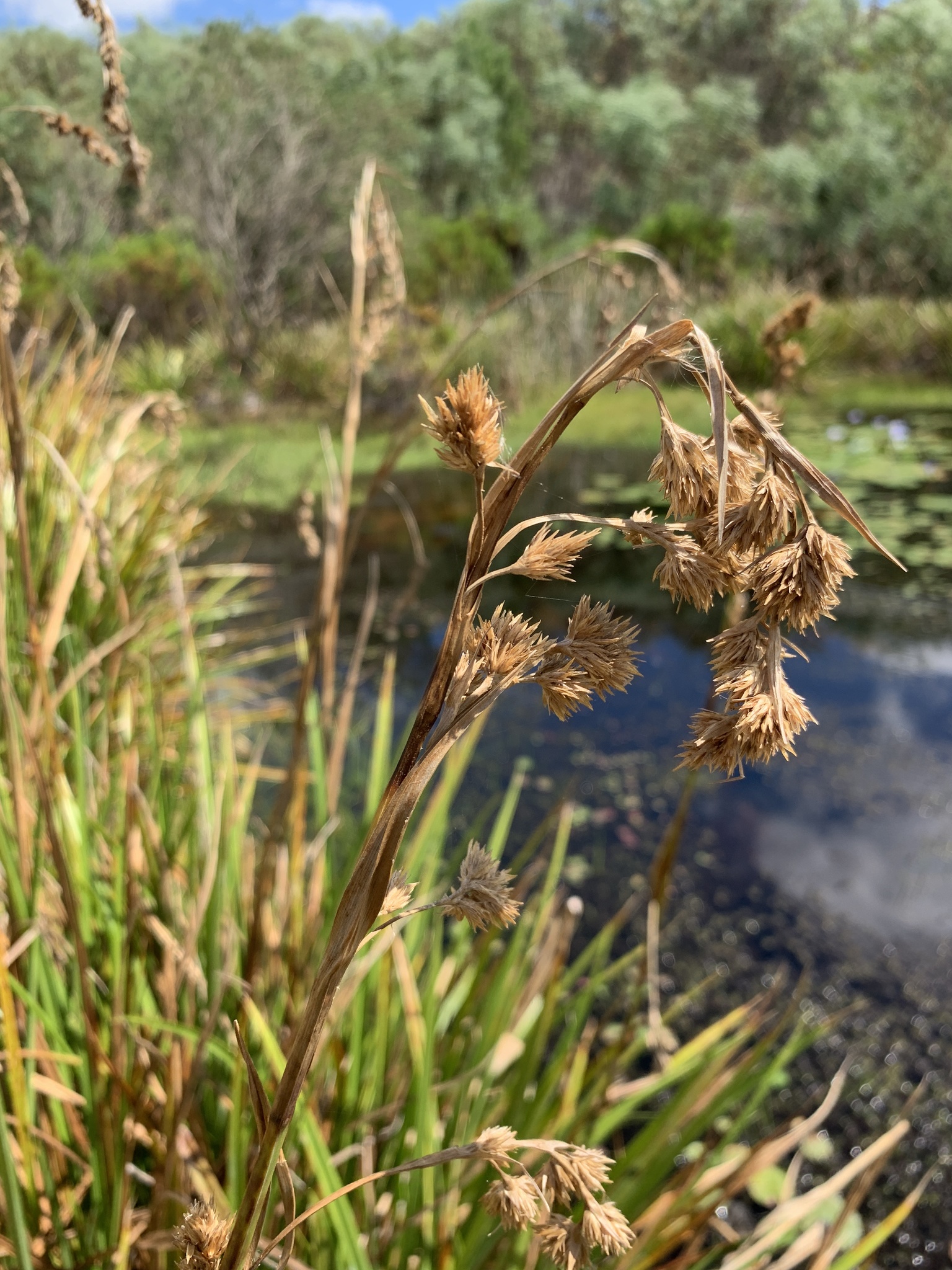 Carpha glomerata Nees