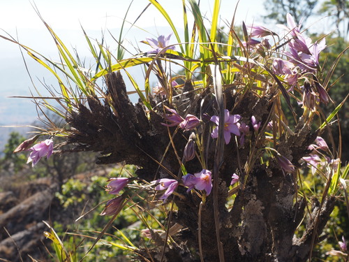 Xerophyta concolor · iNaturalist United Kingdom