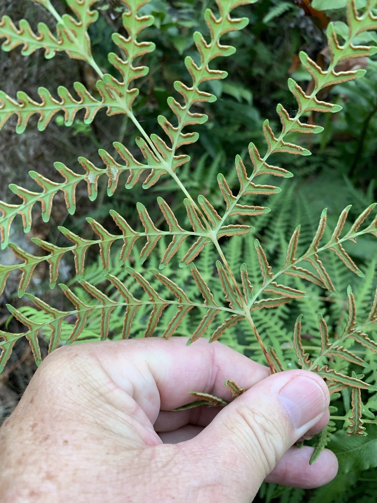 Water Fern from WC, ZA on March 10, 2022 at 07:29 AM by Dave Richardson ...